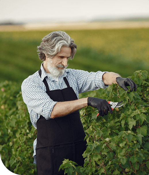 Fruits and Vegetables – AGRIGROW